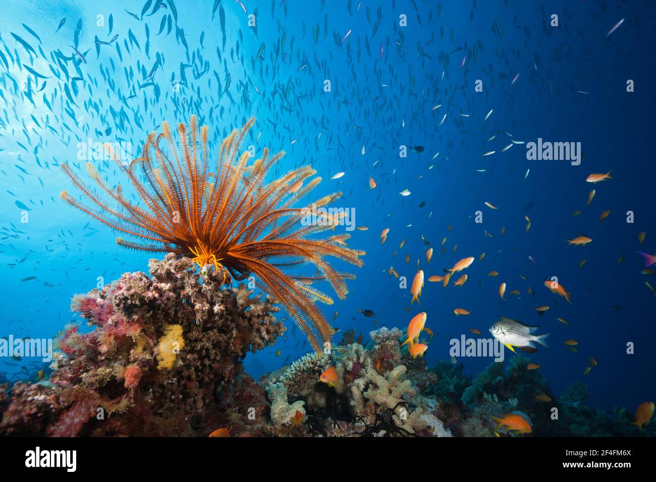 Reef with feather star and coral fish, Great Barrier Reef, Australia ...