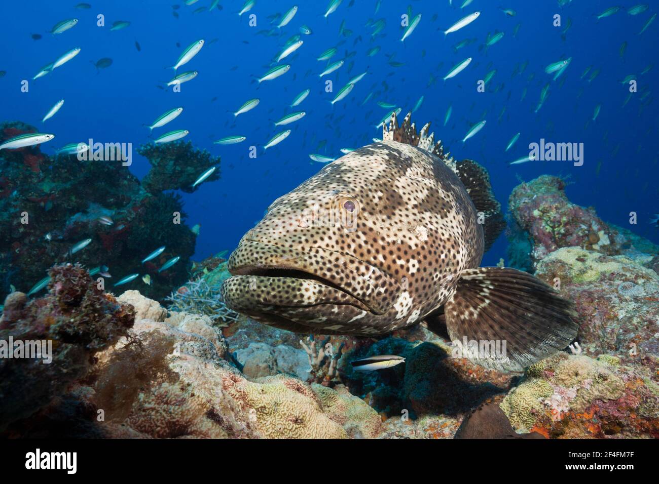 Grouper fish great barrier reef hi-res stock photography and images - Alamy