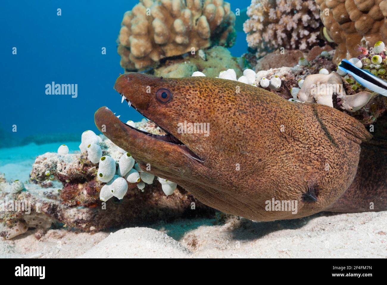 Giant Moray moray (Gymnothorax javanicus), Great Barrier Reef ...