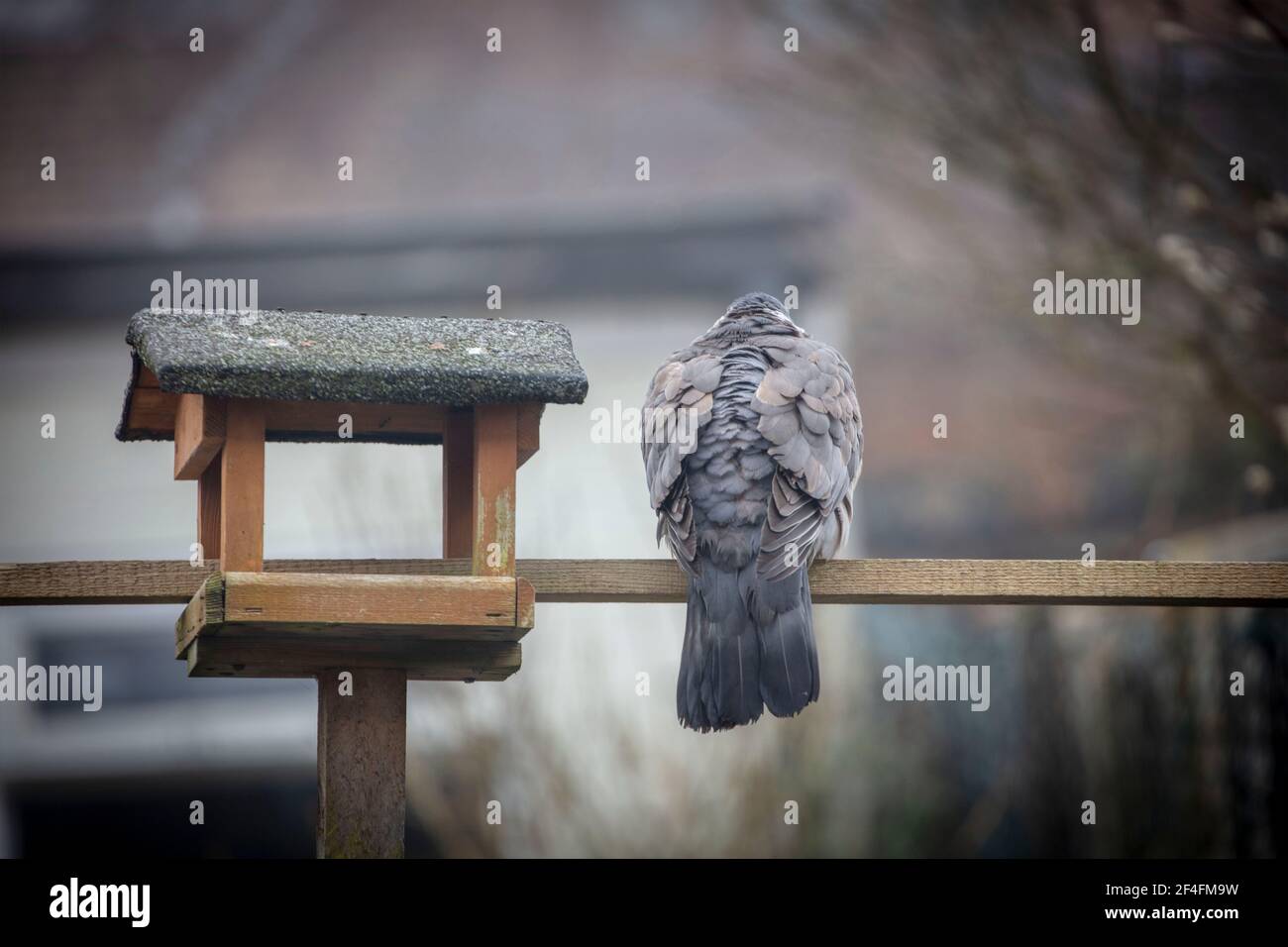 Miserable pigeon sitting on roost next to bird box with out of focus ...