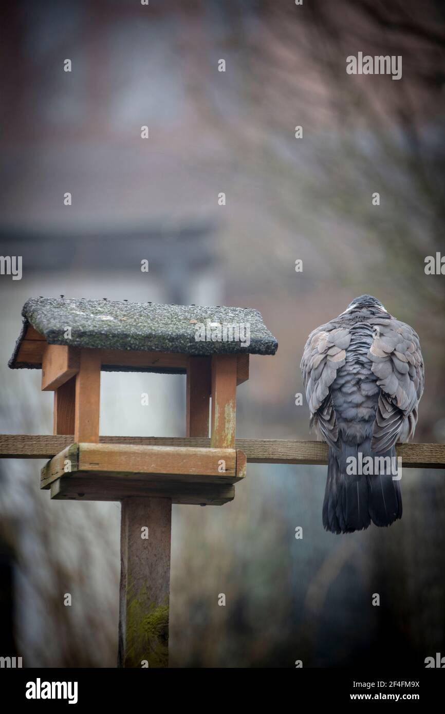 Miserable pigeon sitting on roost next to bird box with out of focus ...