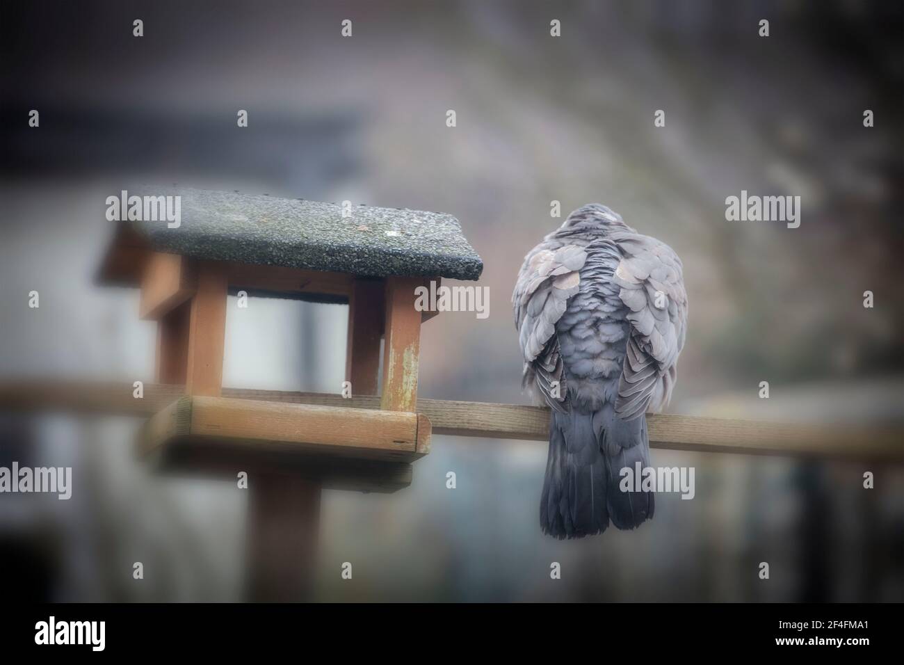 Miserable pigeon sitting on roost next to bird box with out of focus ...