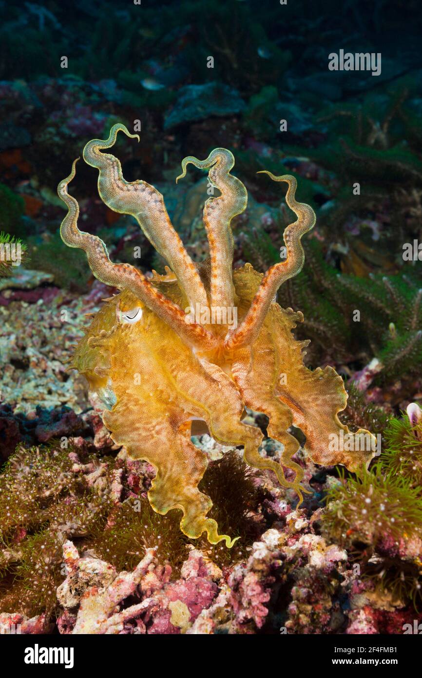 Broad lobe cuttlefish (Sepia latimanus), Marovo Lagoon, Solomon Islands ...