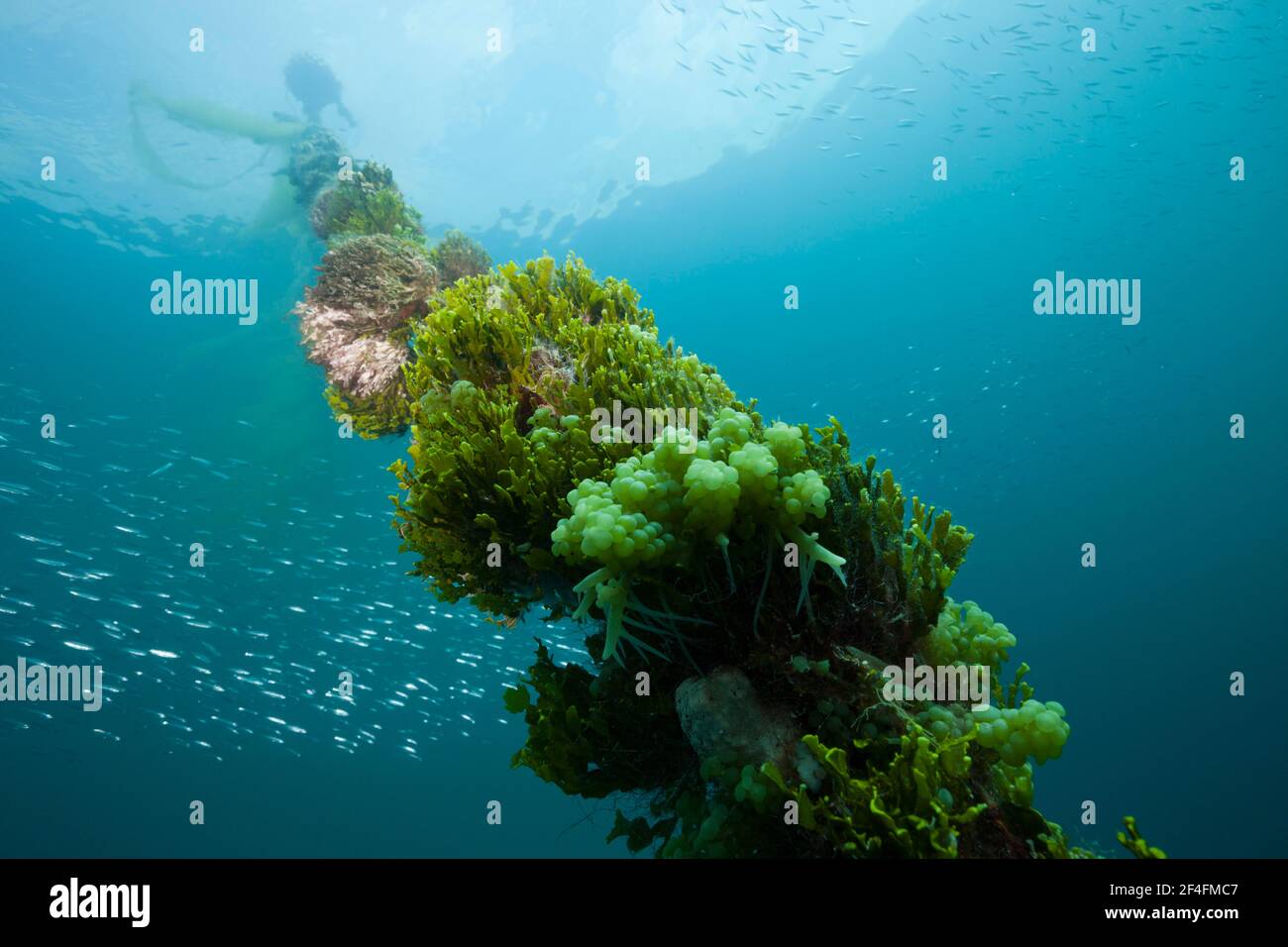 Overgrown anchor chain on Mbike wreck, Florida Islands, Solomon Islands ...