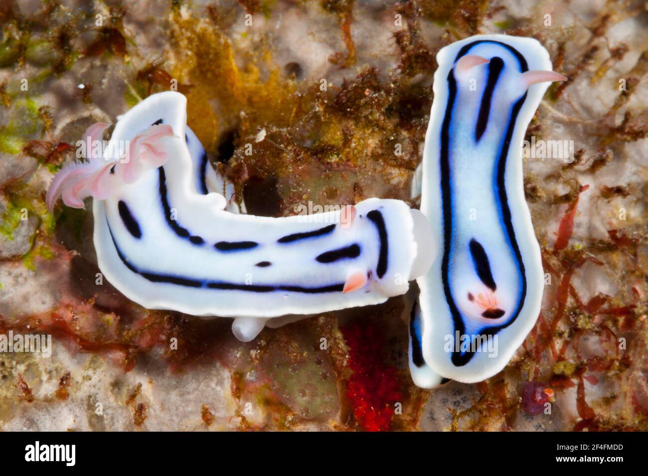 White splendid star snail, Chromodoris lochi, Florida Islands, Solomon ...