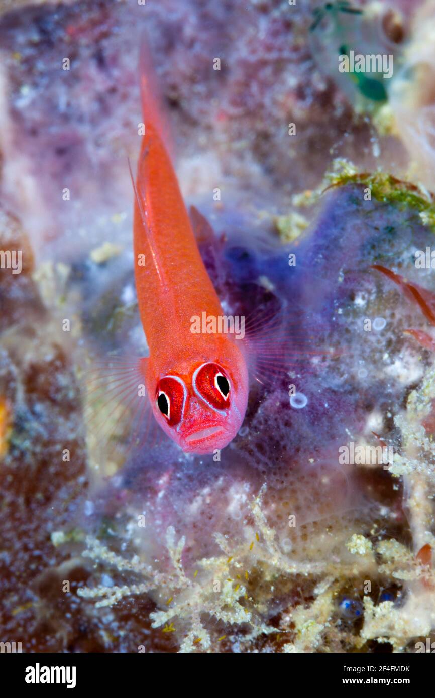 Ring-necked goby (Trimma) benjamin, Florida Islands, Solomon Islands ...