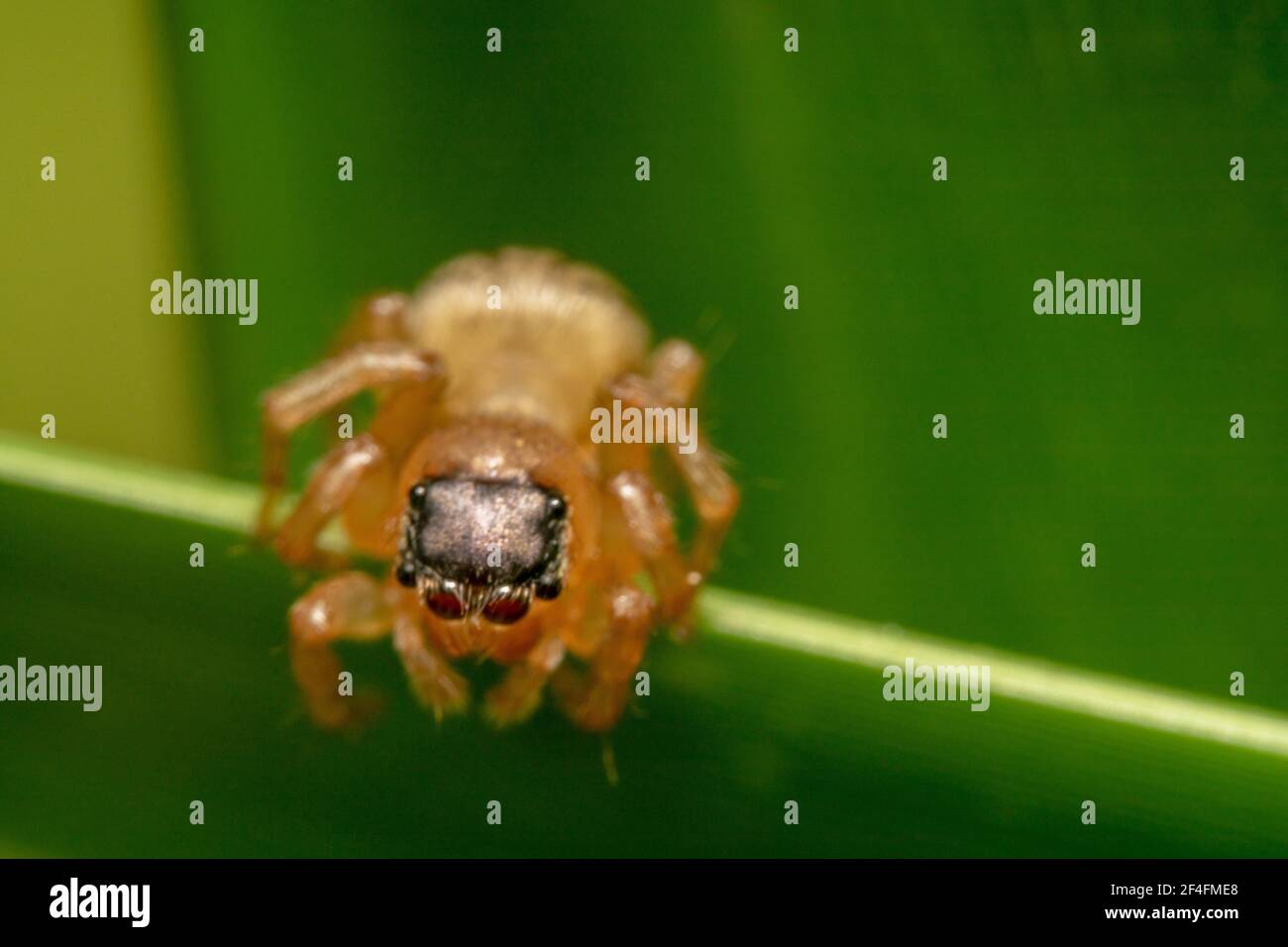Jumping spider head close up hi-res stock photography and images - Alamy