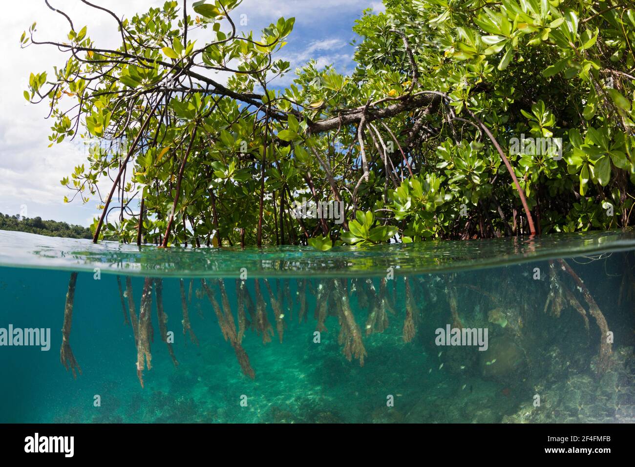Stilt roots of a mangrove tree (Rhizophora), Russell Islands, Solomon ...