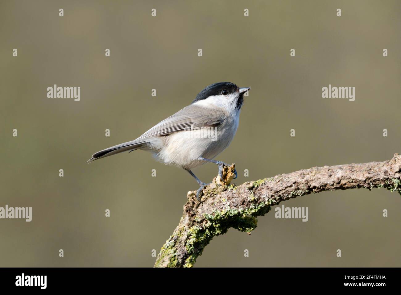 Willow Tit (Parus montanus), Lower Saxony, Germany Stock Photo - Alamy