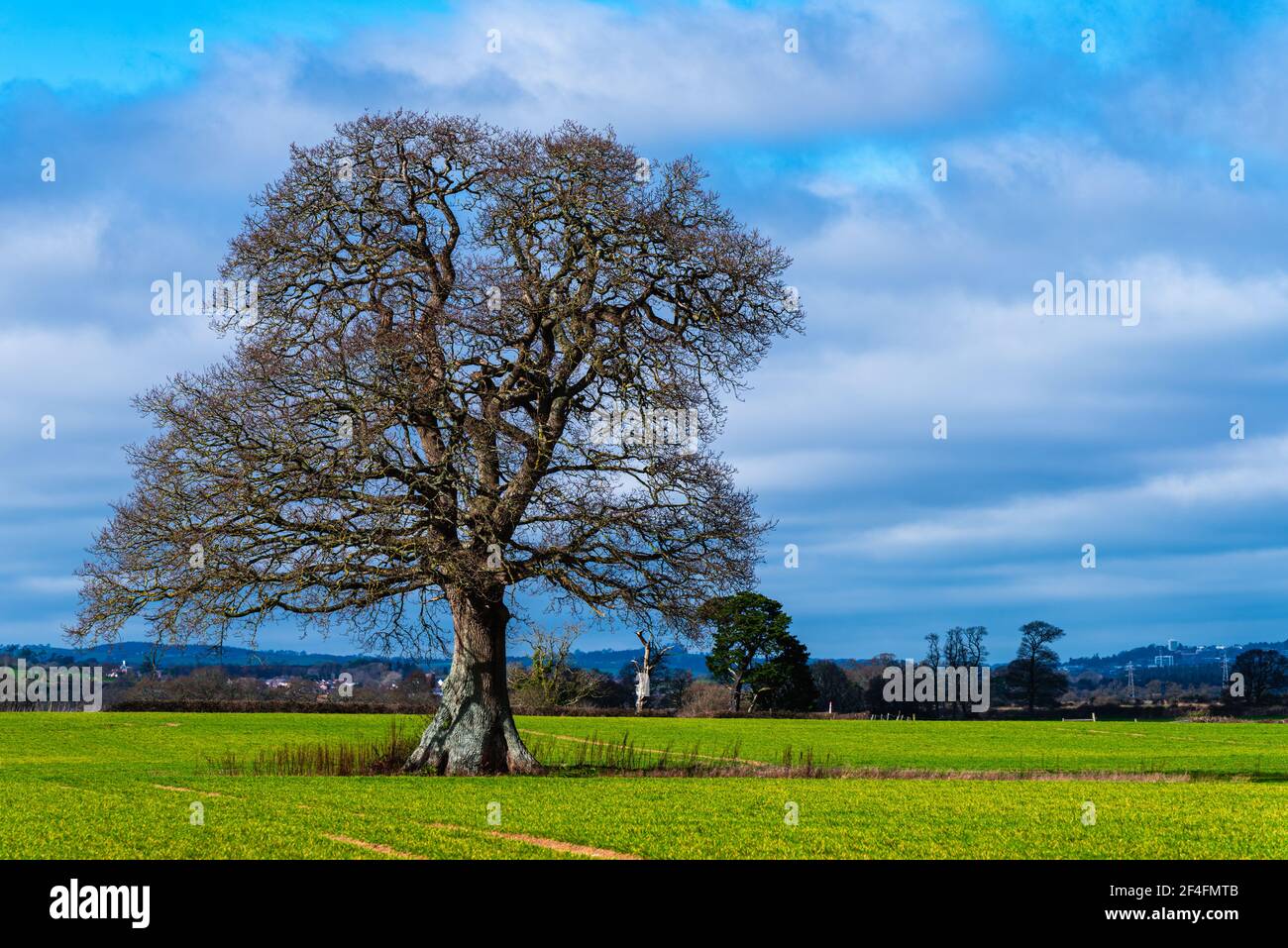 Old english oak tree winter hi-res stock photography and images - Alamy