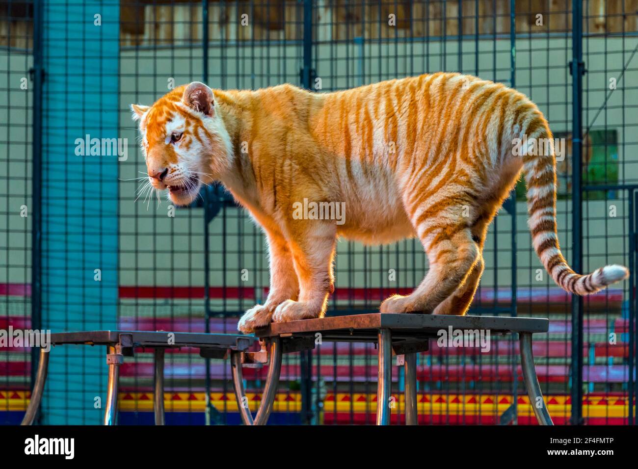 Golden Tabby Tiger