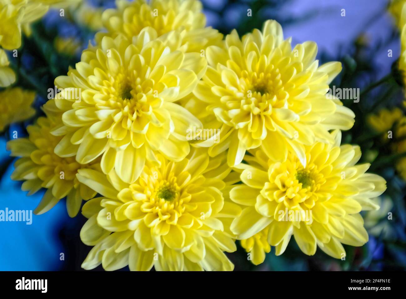 Summer flowers bloom in the gardens during the warm season. They come ...