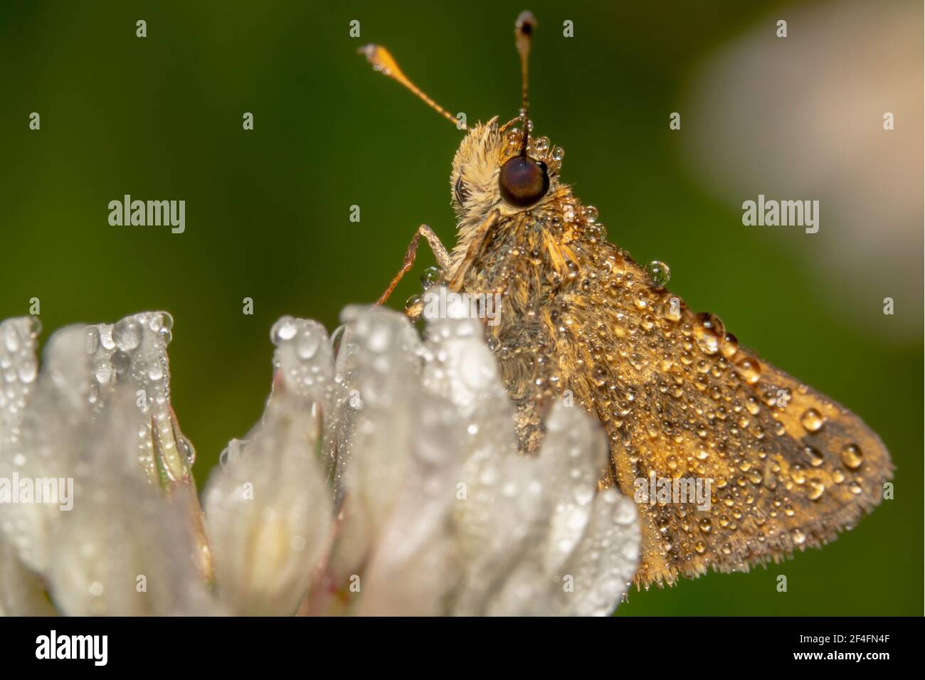 Full body shot of a small skipper butterfly with water dew on its body ...