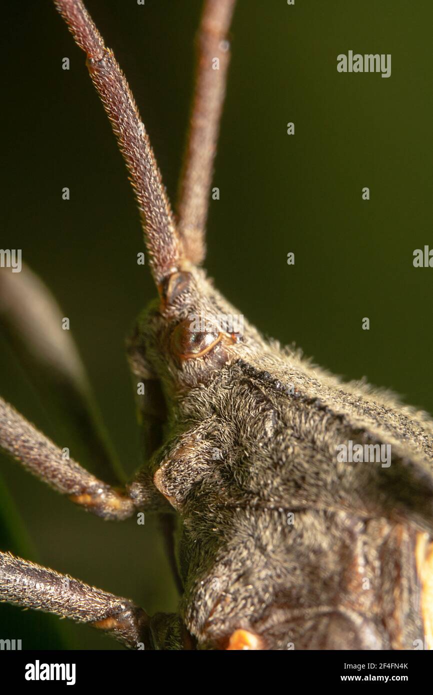 Scary alien looking insect/stink bug with thick antennas Stock Photo ...
