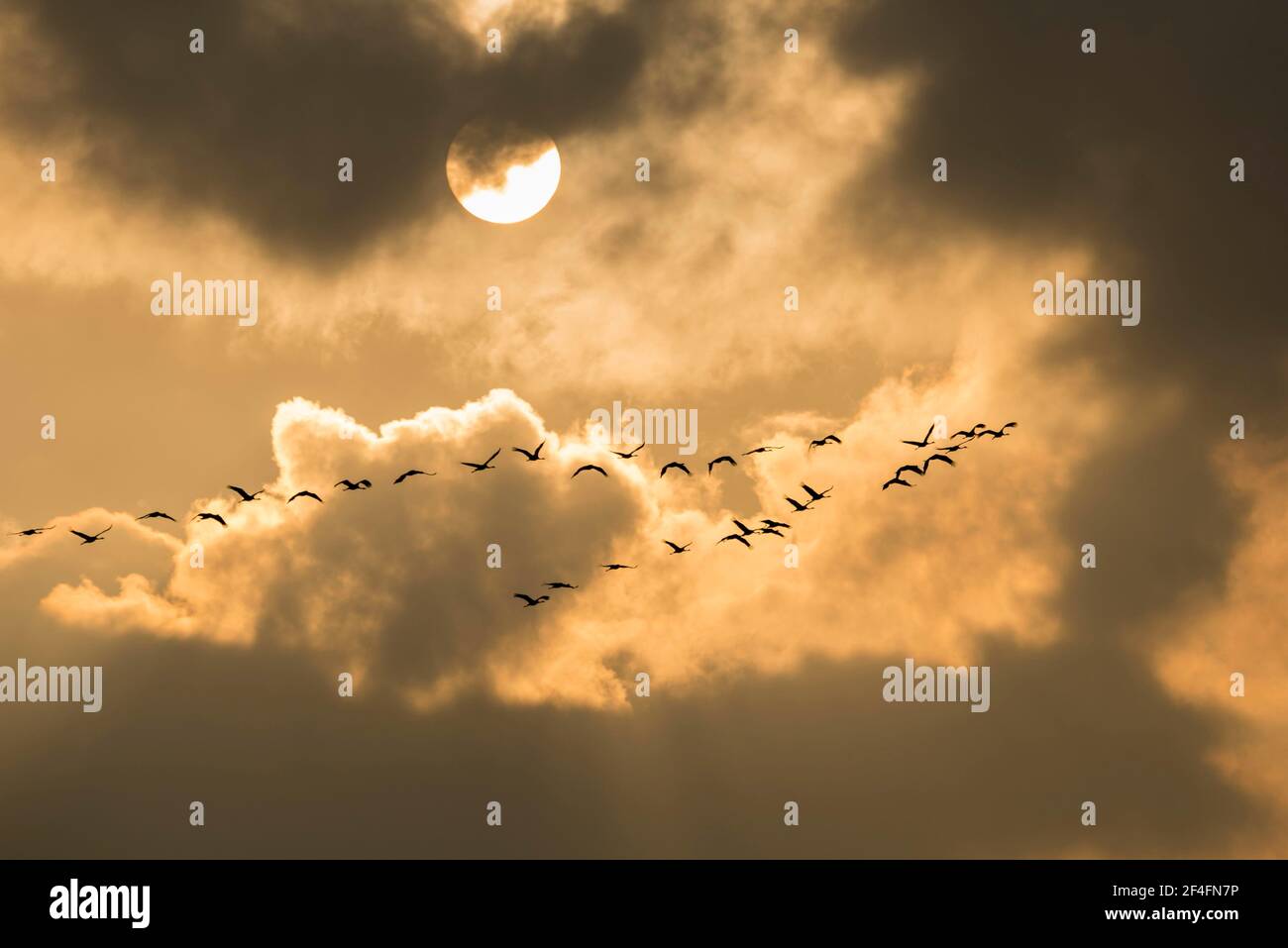 Common crane close hi-res stock photography and images - Alamy