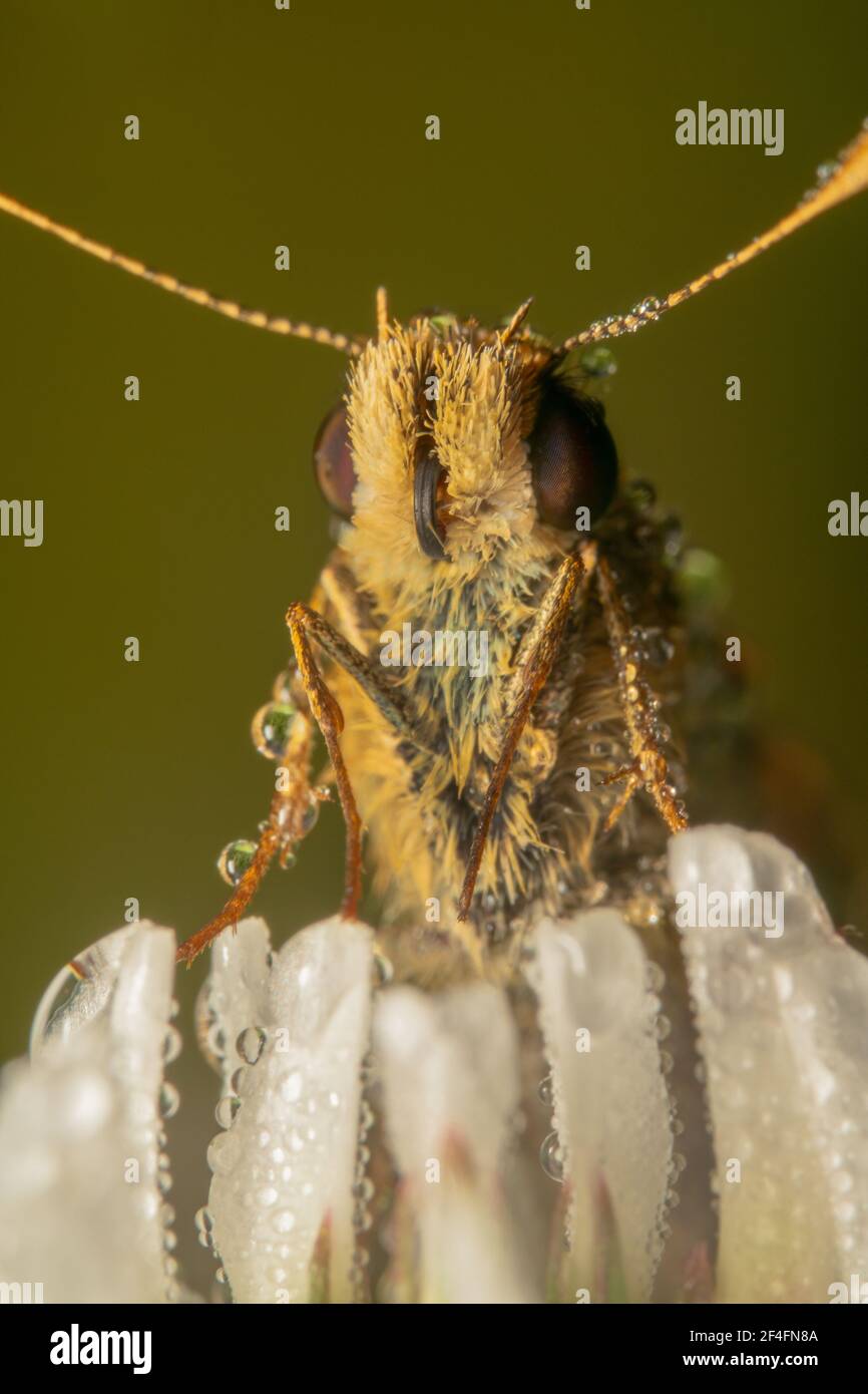 Grumpy looking skipper butterfly Stock Photo - Alamy
