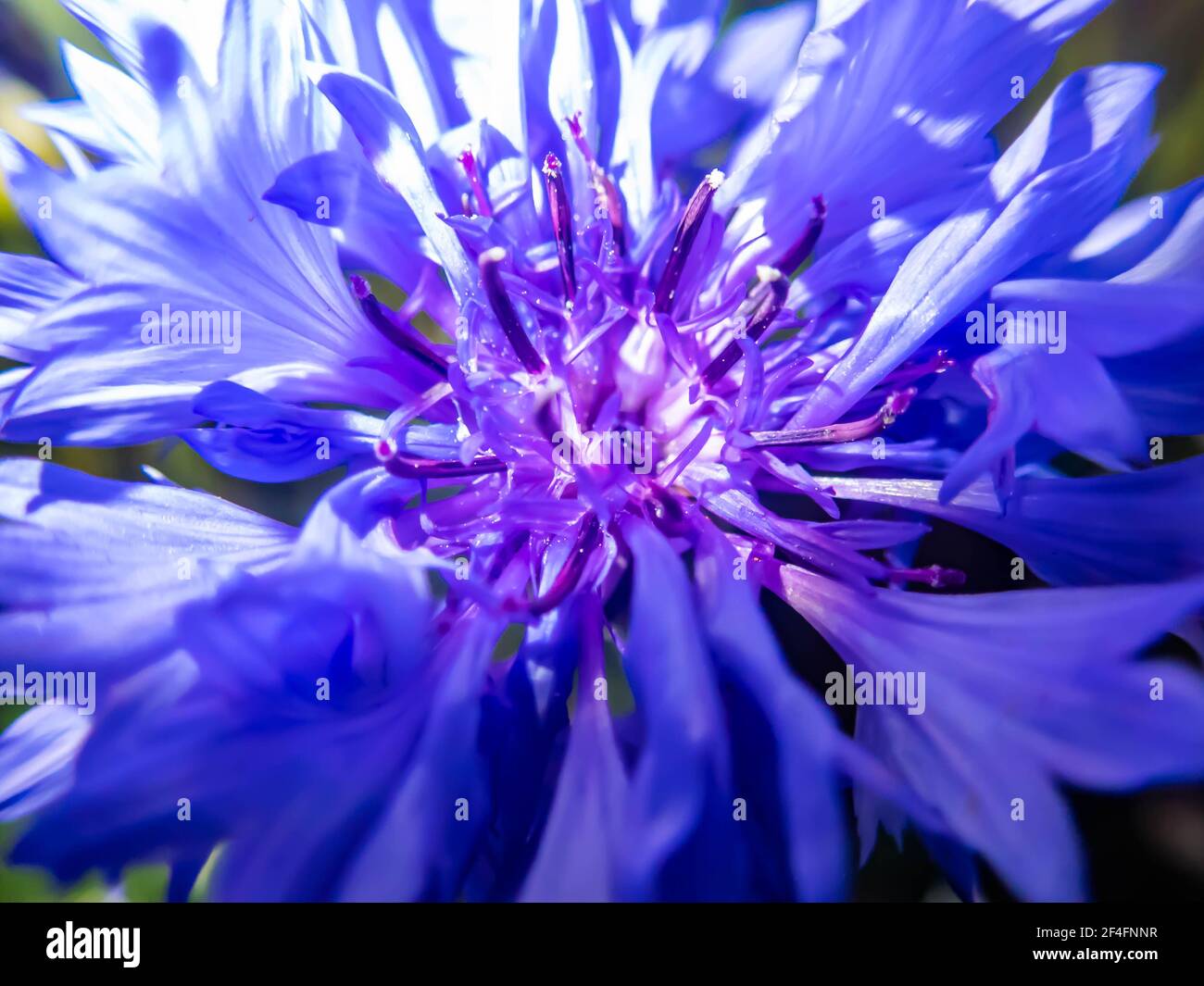 Summer flowers bloom in the gardens during the warm season. They come ...
