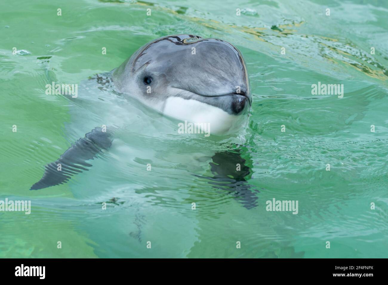 Harbour porpoise (Phocoena phocoena) Eco Mare, De Koog, Texel ...