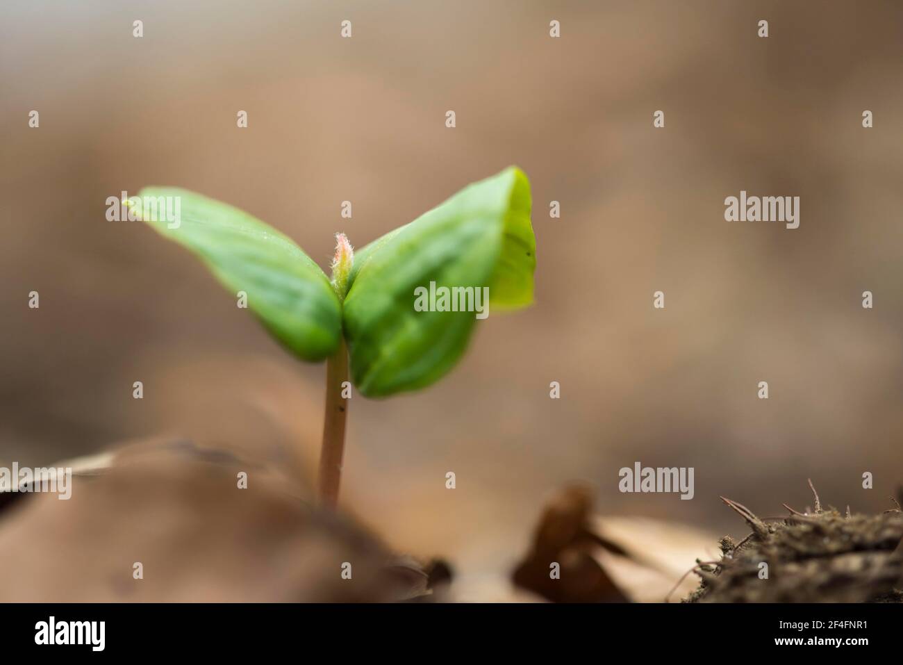 Beech seedling (Fagus sylvatica) , Buchecker, Ruegen, Mecklenburg ...