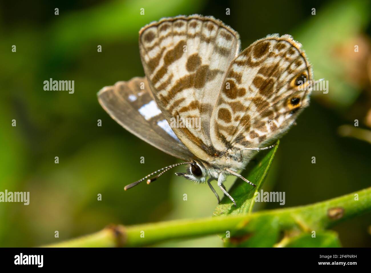 Speckled line butterfly with brown patterned wings and oval black eyes ...