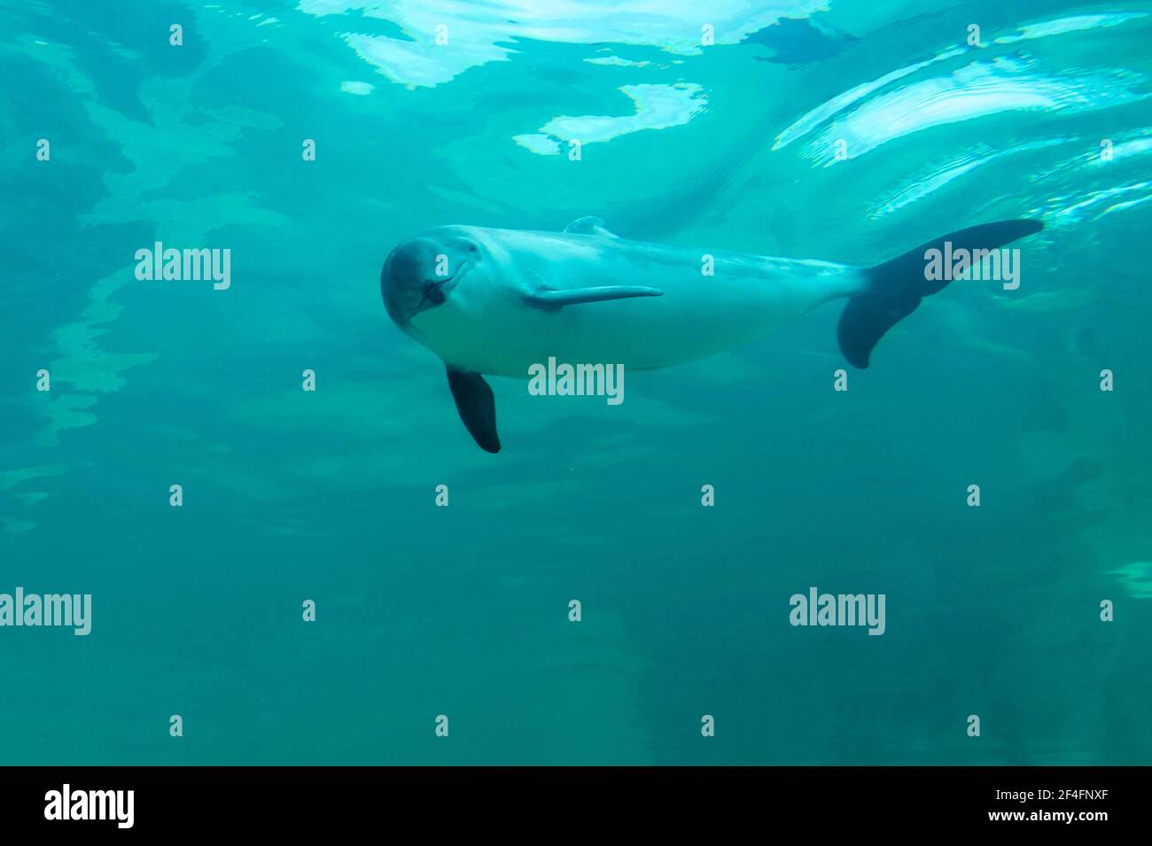 Harbour porpoise underwater hi-res stock photography and images - Alamy