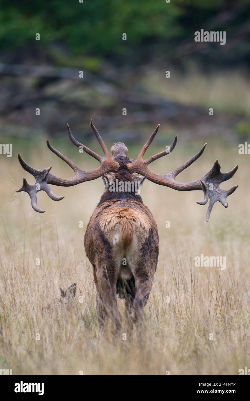 Red deer rutting denmark hi-res stock photography and images - Alamy