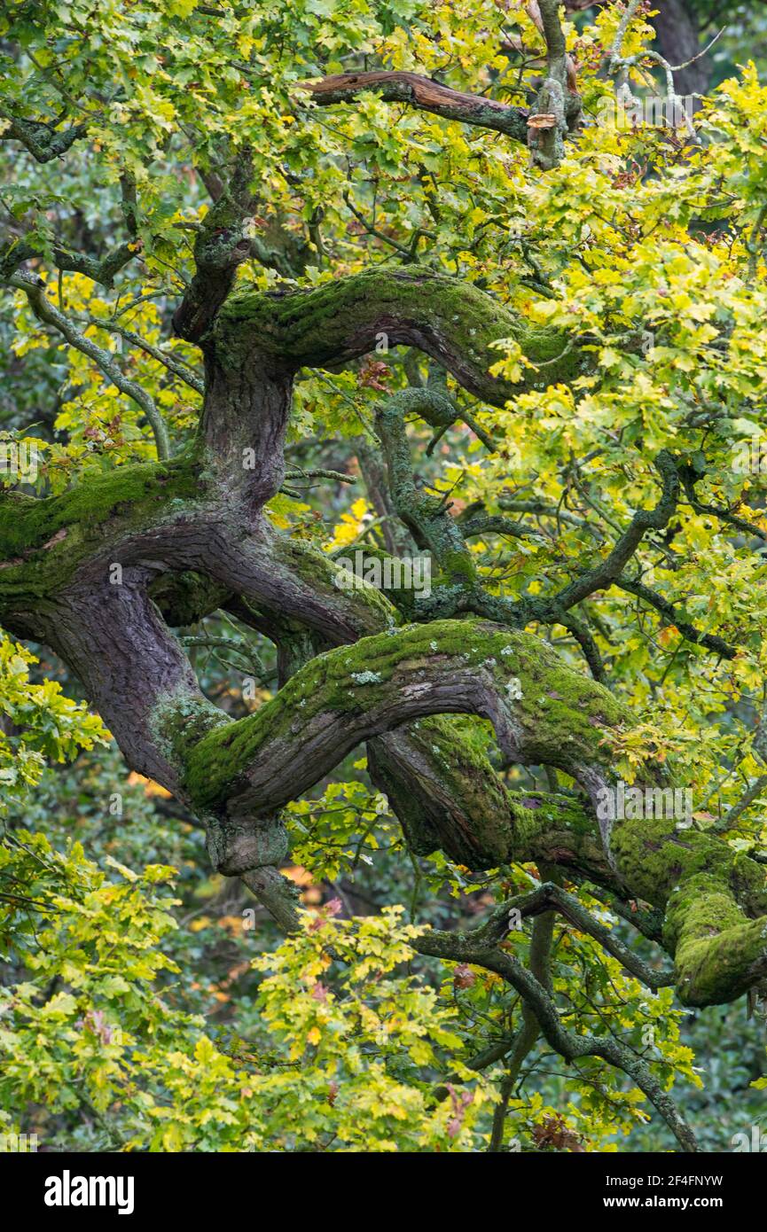 Old Oak (Quercus) Copenhagen, Denmark Stock Photo - Alamy
