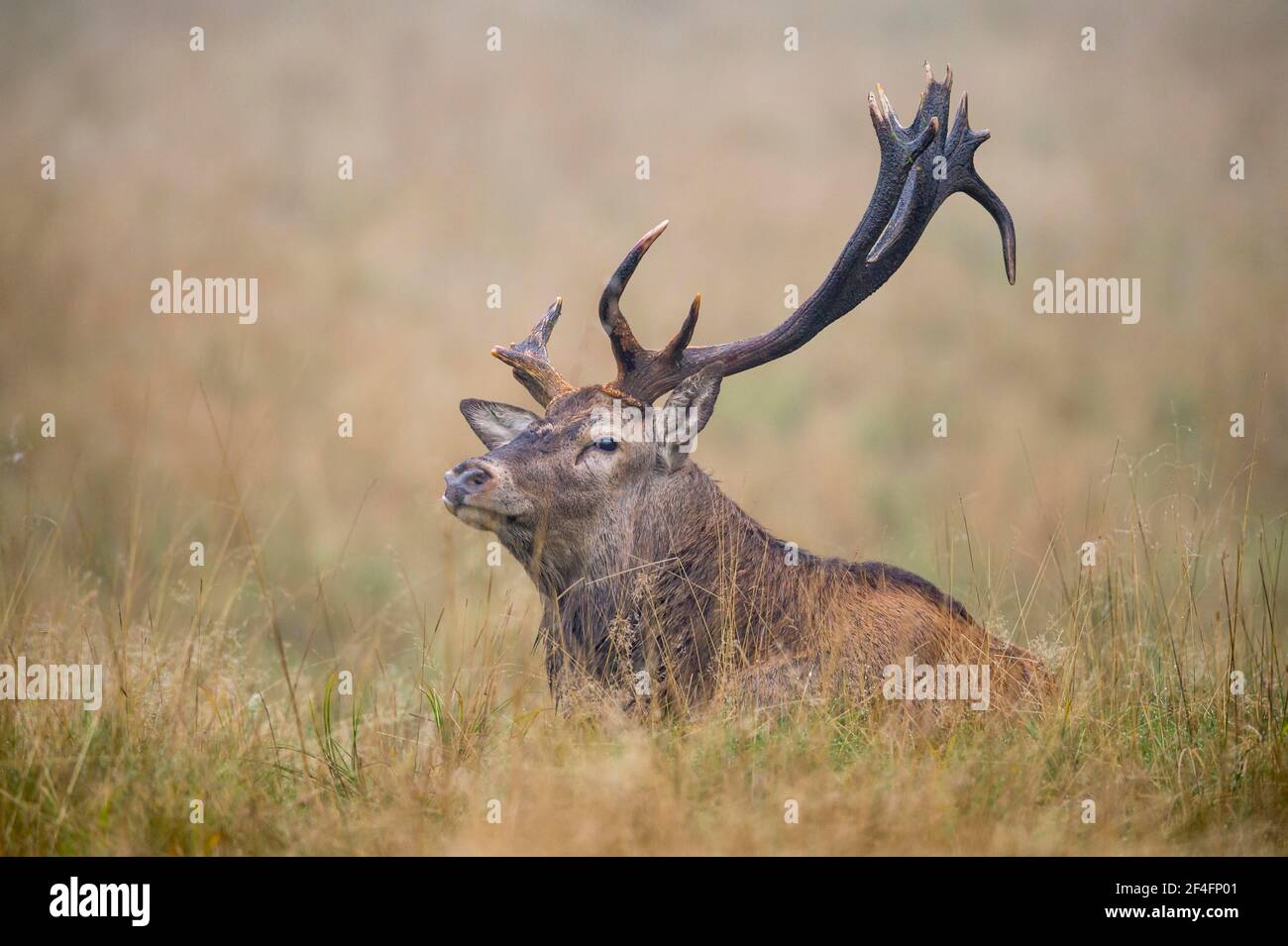 Broken antler hi-res stock photography and images - Alamy