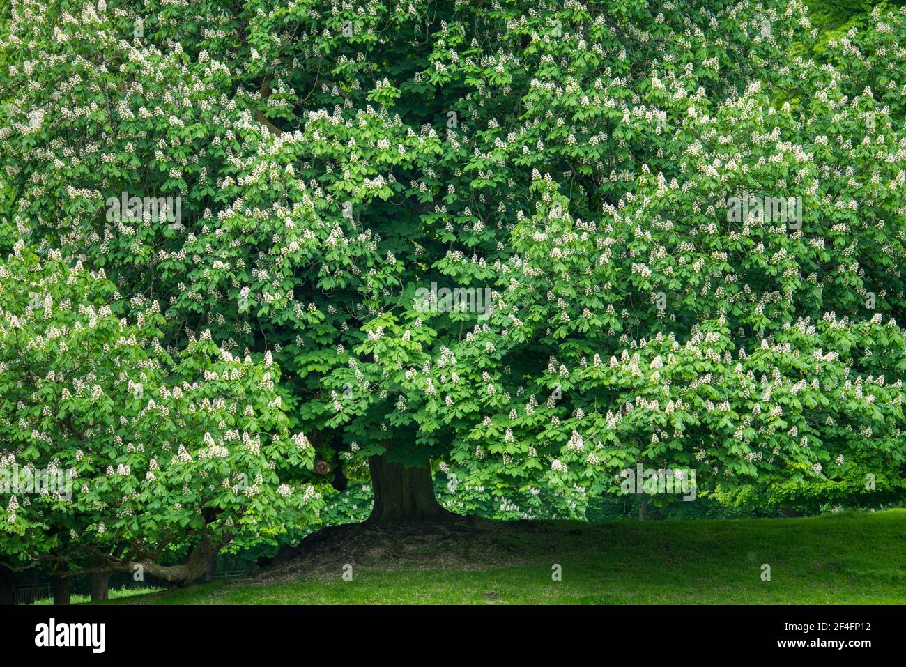 Flowering chestnut (Aesculus) , Putbus Castle Park, Ruegen, Mecklenburg ...