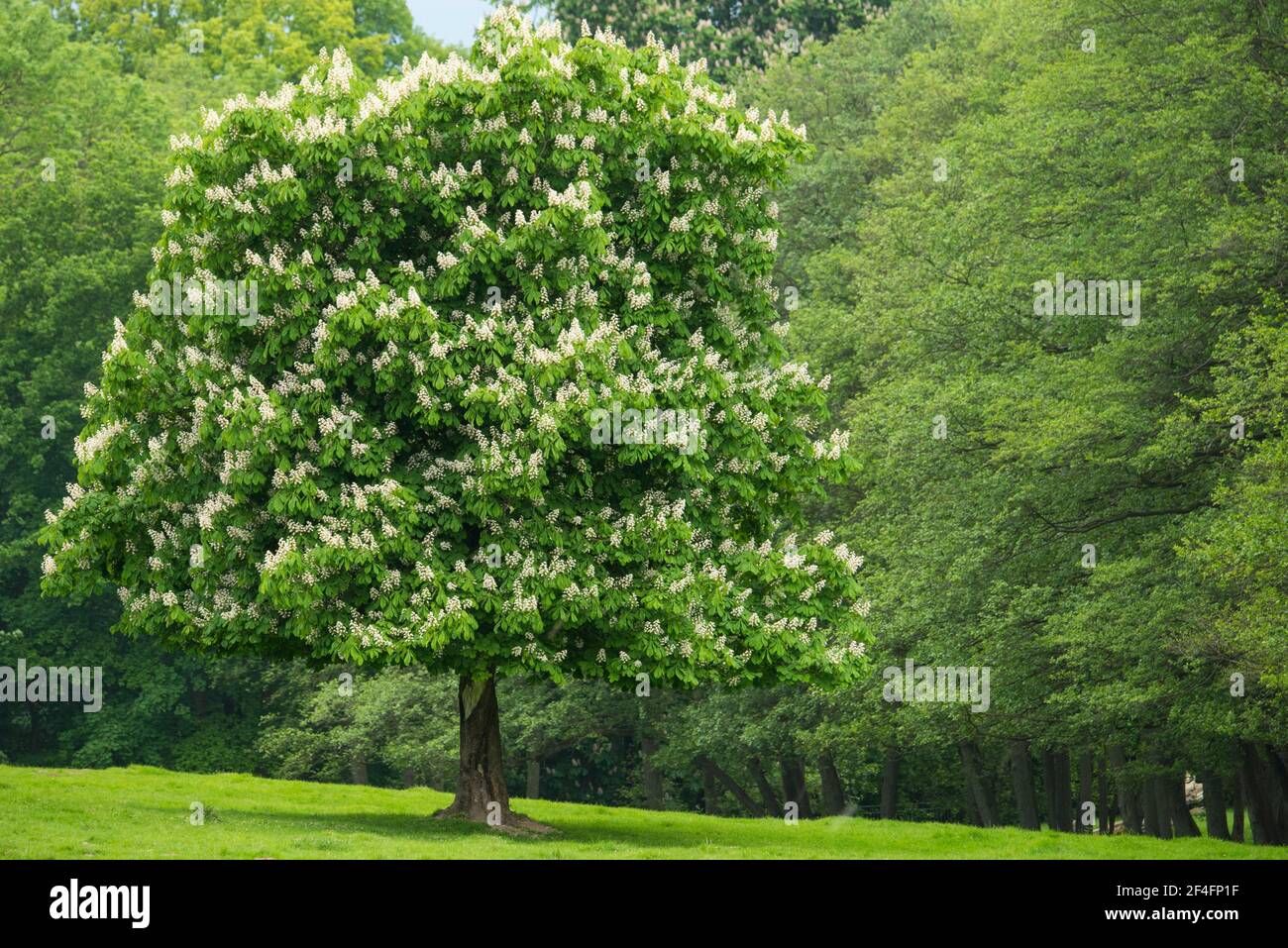 Flowering chestnut (Aesculus) , Putbus Castle Park, Ruegen, Mecklenburg ...