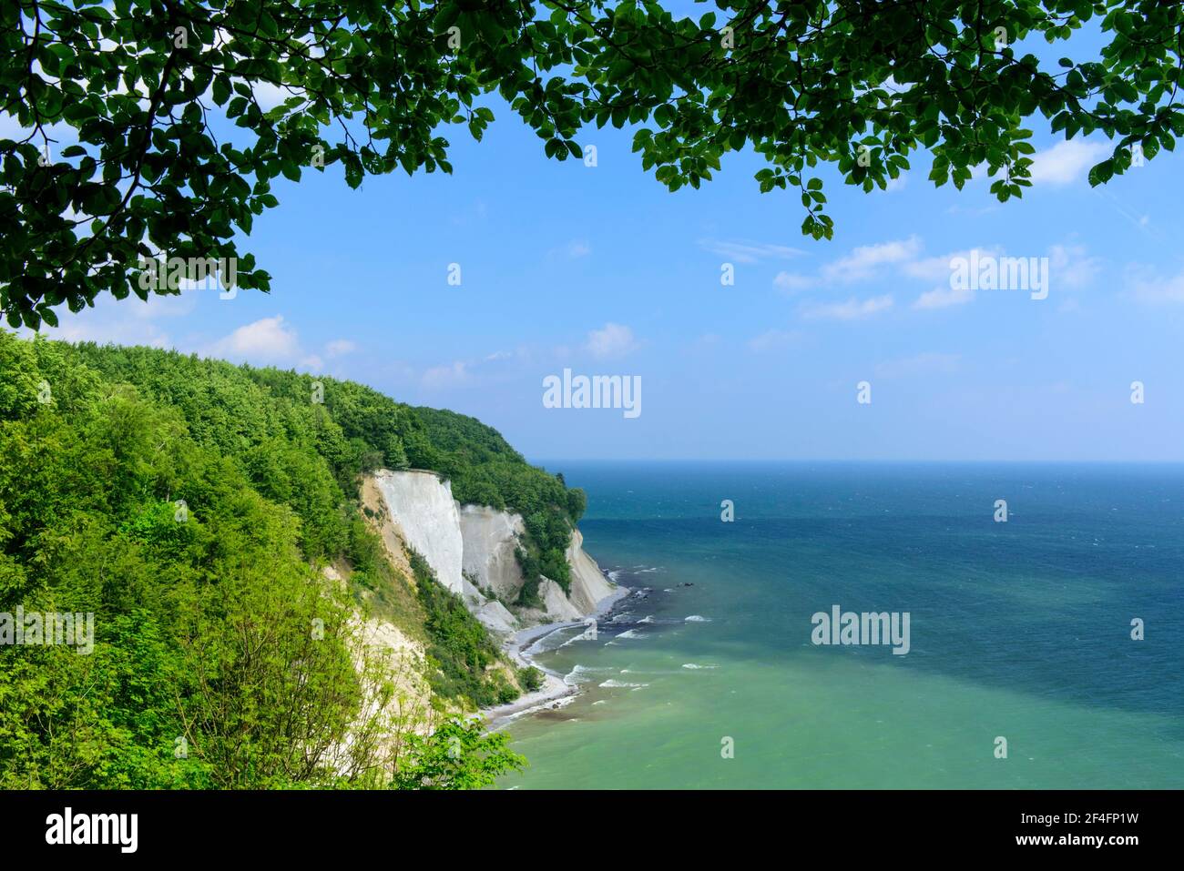 Beech forest, chalk cliffs, chalk coast, Jasmund National Park, Baltic ...