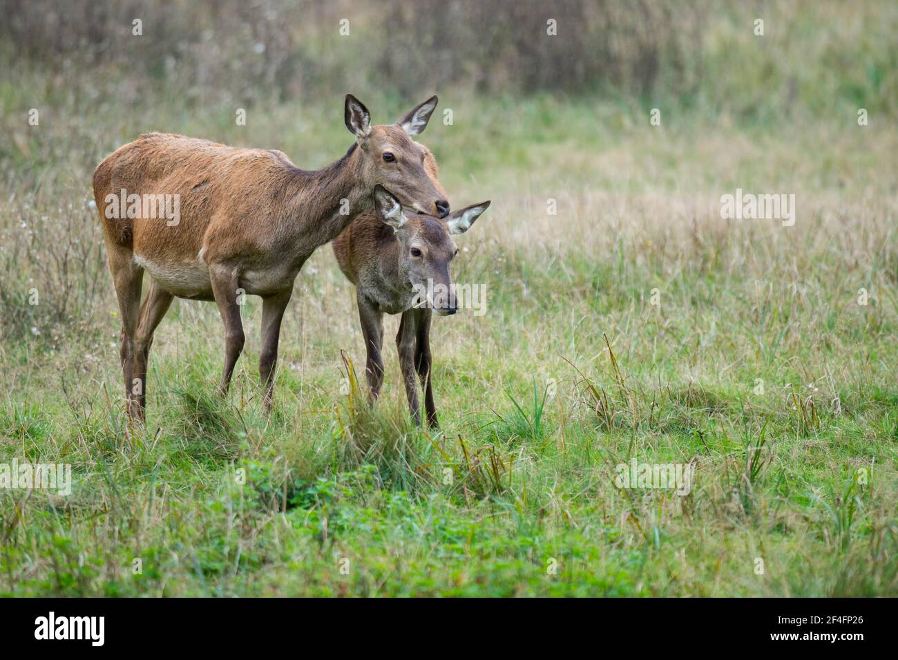 Red deer (Cervus elaphus) , Female and young, Denmark Stock Photo - Alamy