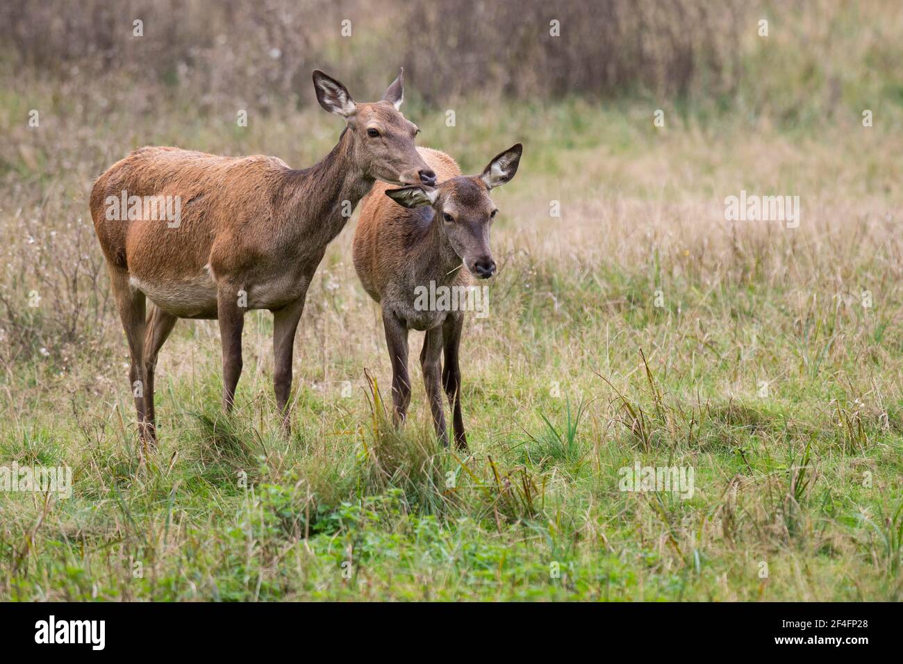 Female red stand out hi-res stock photography and images - Alamy