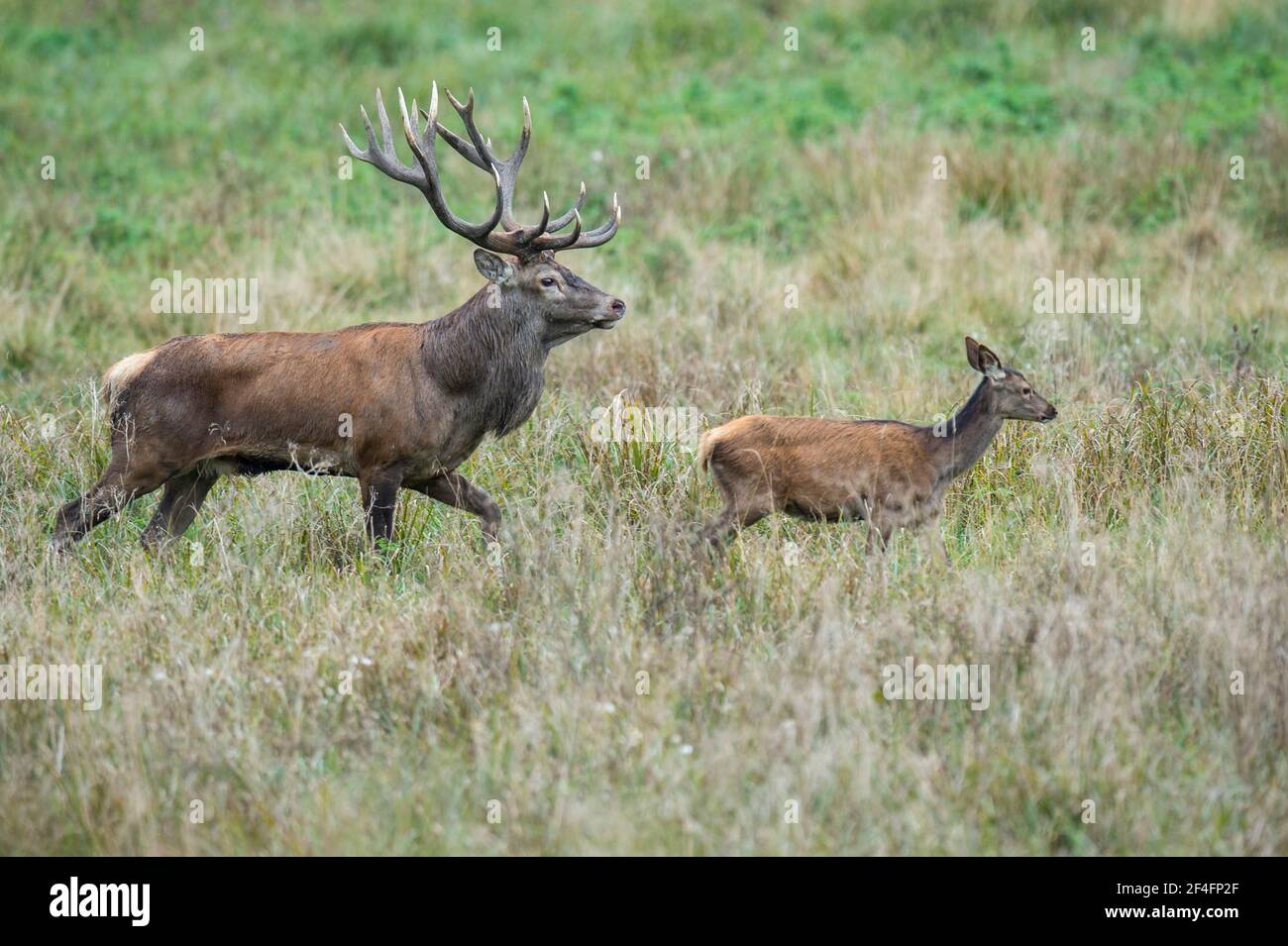 Red deer (Cervus elaphus) male and young, Denmark Stock Photo - Alamy