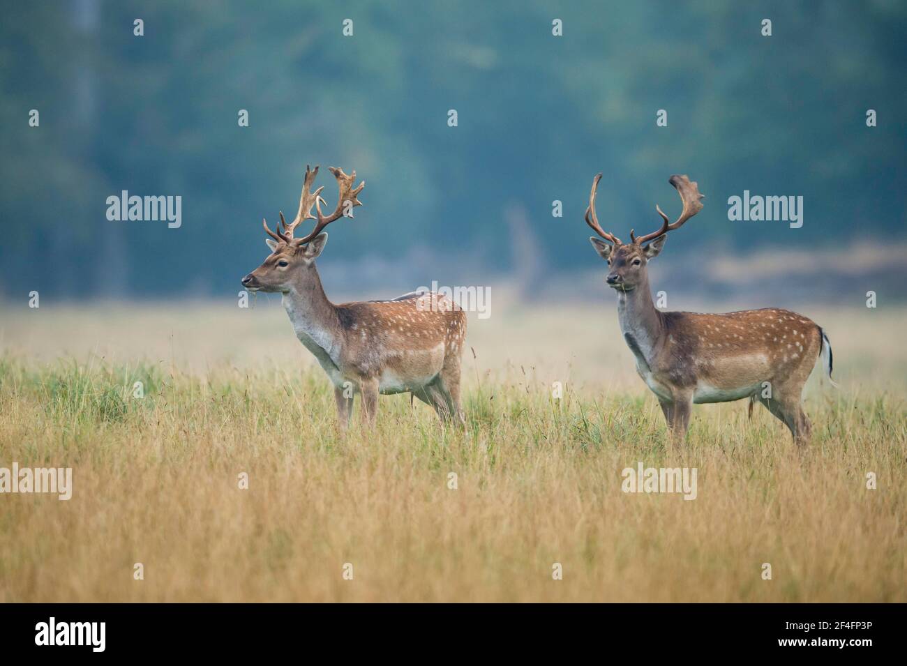 Fallow deer (Dama dama) male, Denmark Stock Photo - Alamy