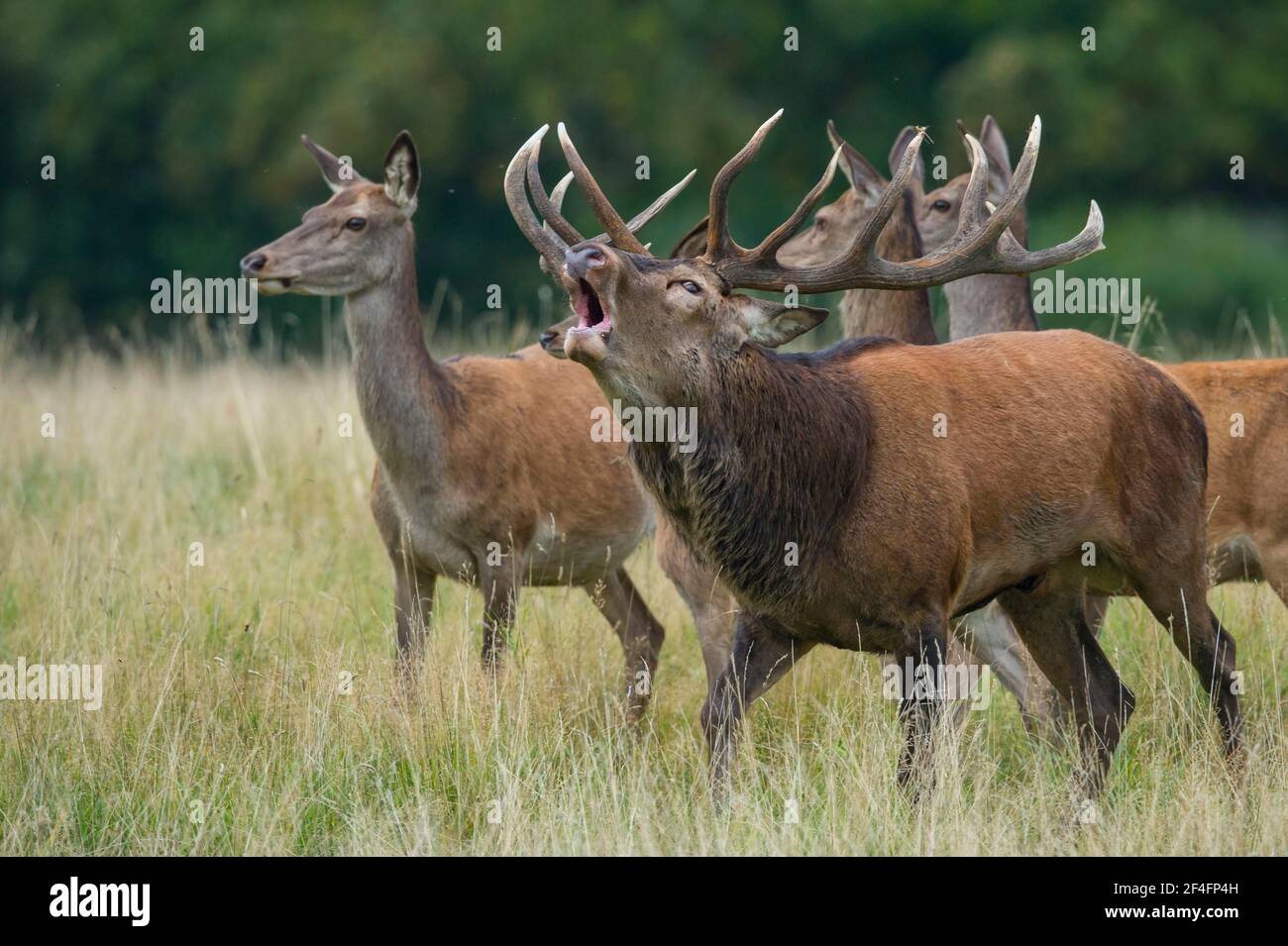 Red deer (Cervus elaphus) male and female, Denmark Stock Photo - Alamy