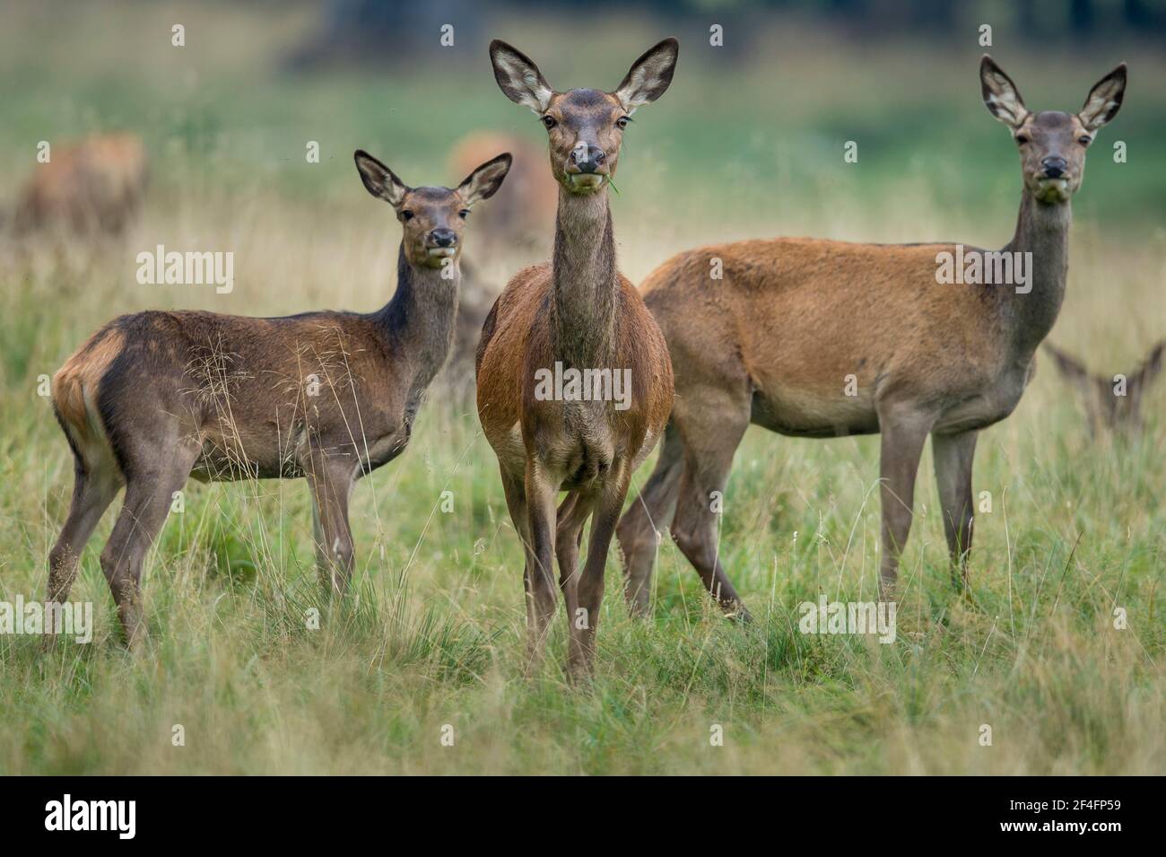 Red deer (Cervus elaphus) female, Denmark Stock Photo - Alamy