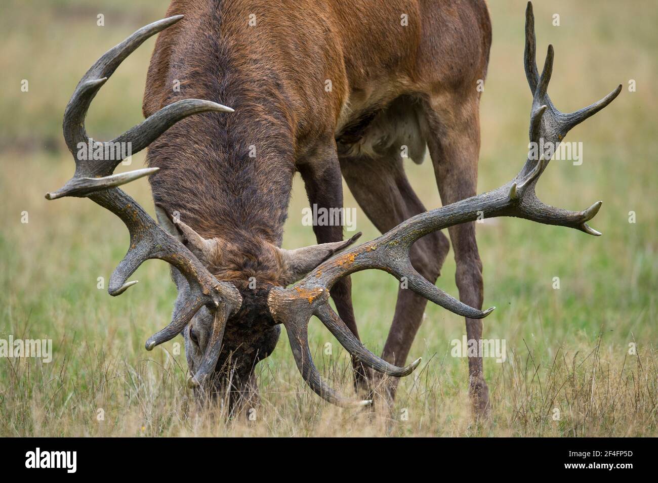 Capital deer antler hi-res stock photography and images - Alamy