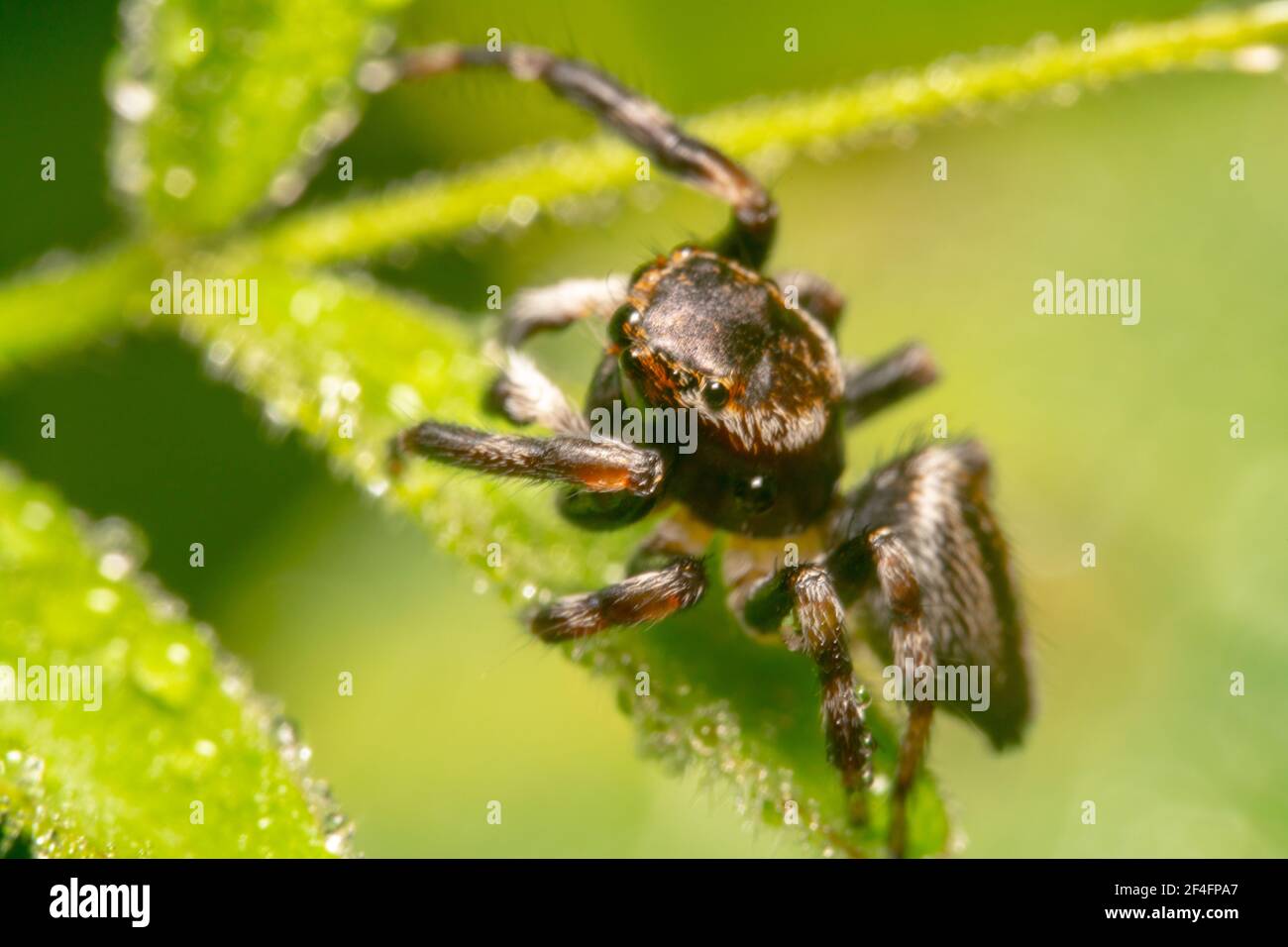 Black Jumping Spider Shiny Green High Resolution Stock Photography and ...