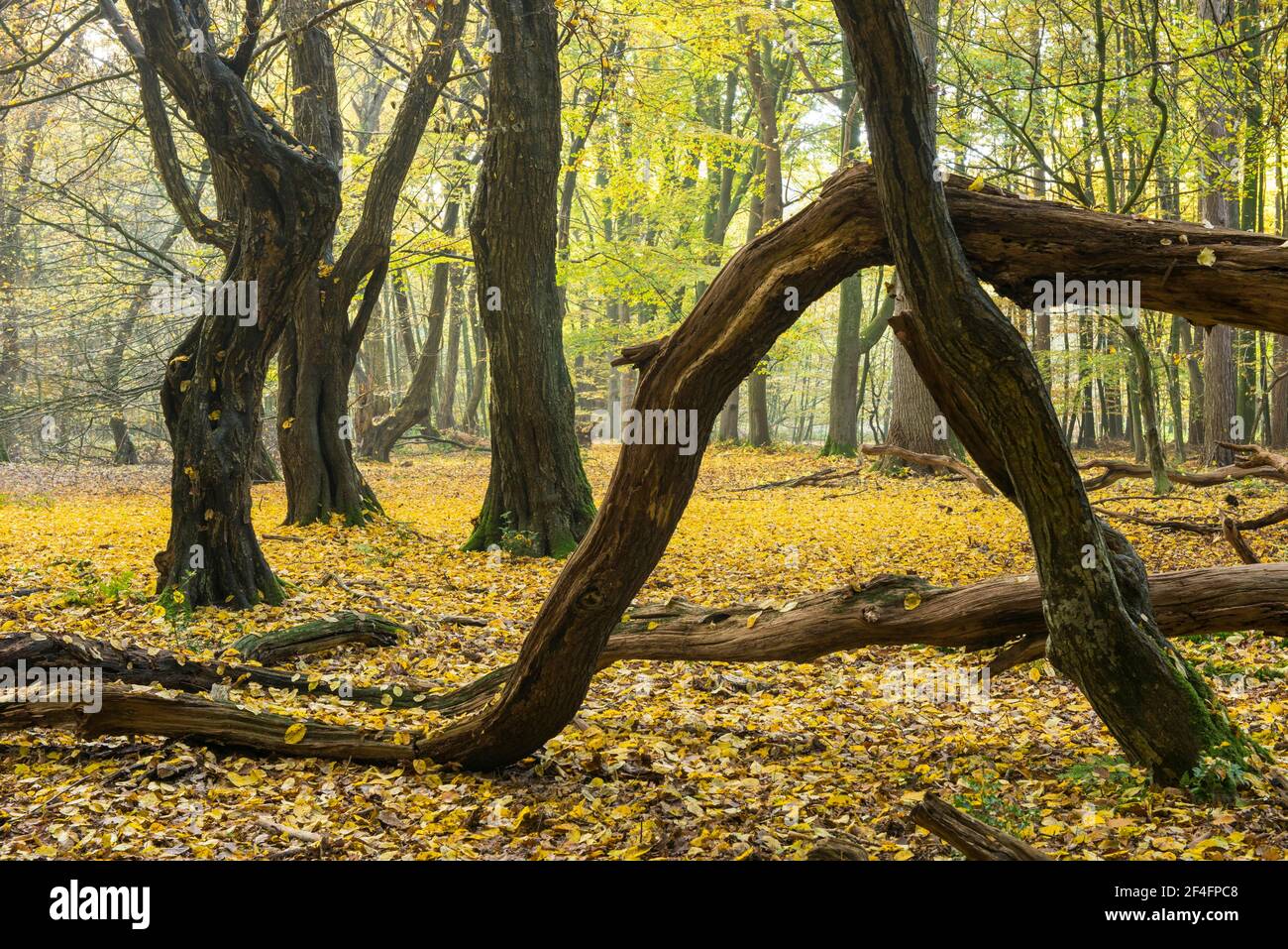 Jungle Baumweg, Oldenburger Muensterland, Lower Saxony, Germany Stock ...