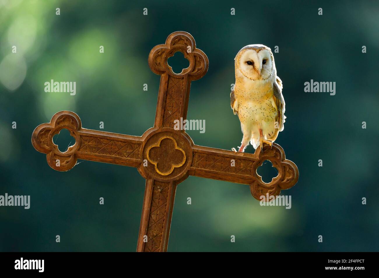 Common barn owl (Tyto alba) Lower Saxony, Germany Stock Photo - Alamy