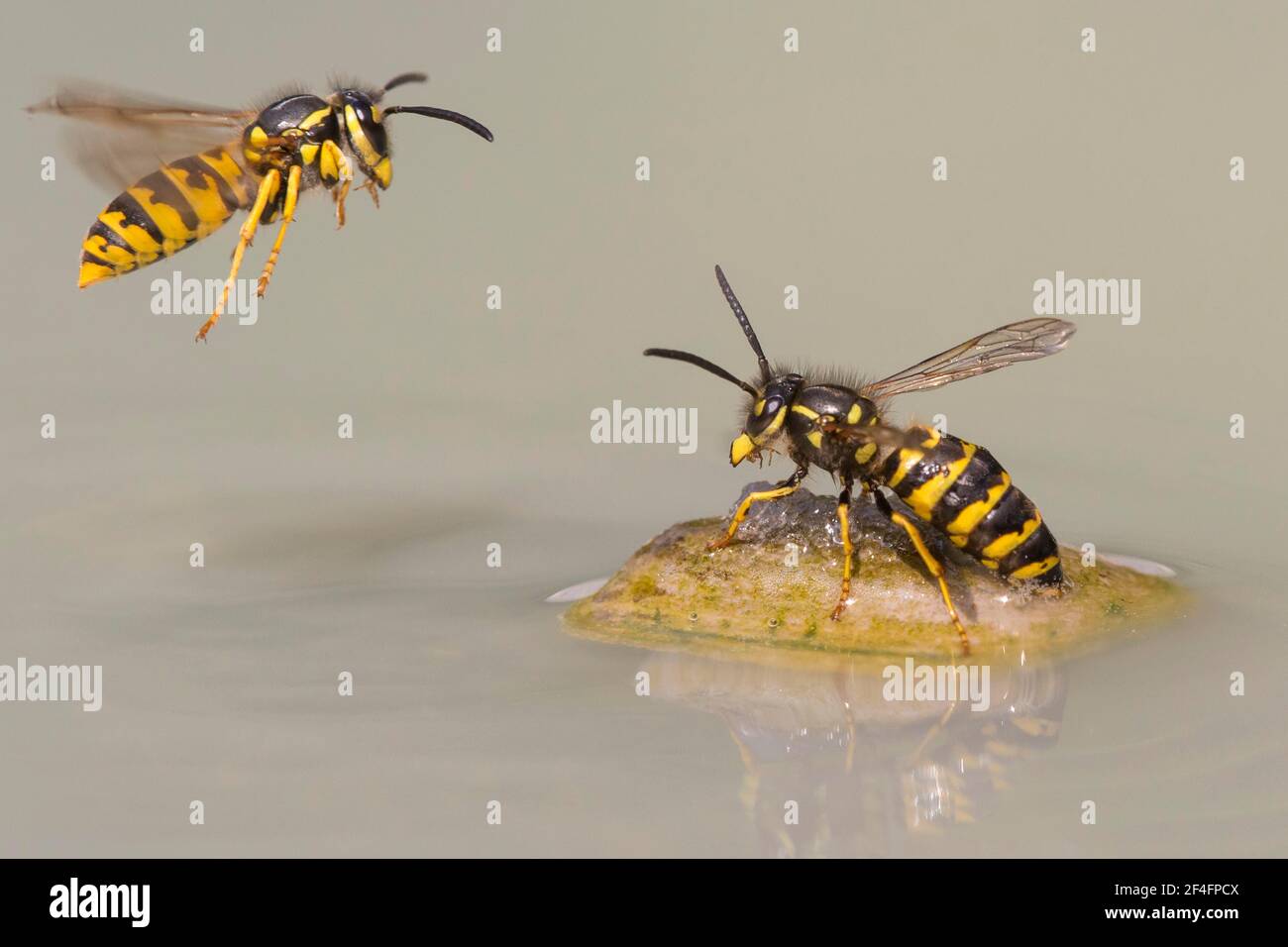 Two common wasps vespula hi-res stock photography and images - Alamy