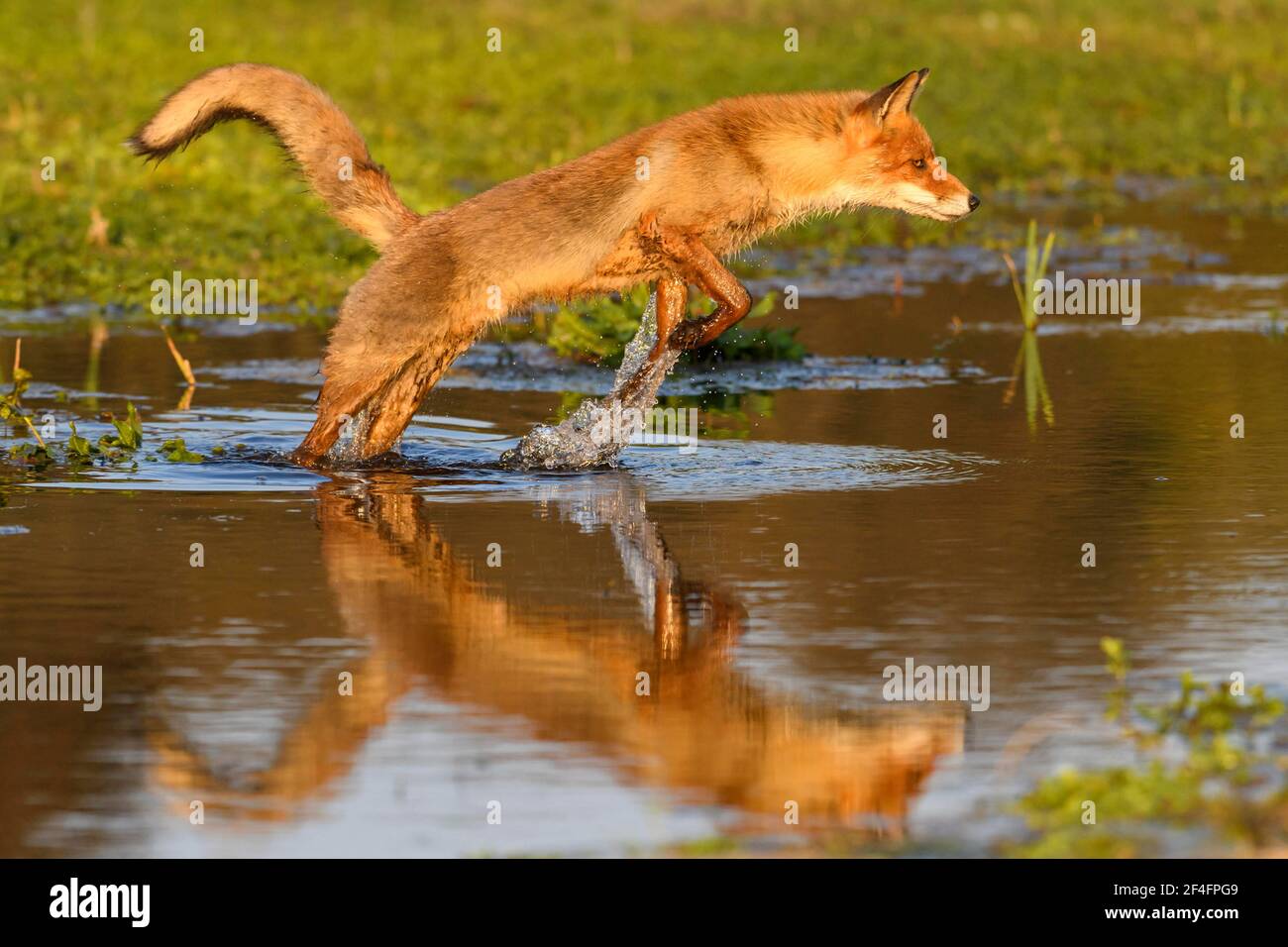 Red fox, North Holland, Netherlands Stock Photo - Alamy