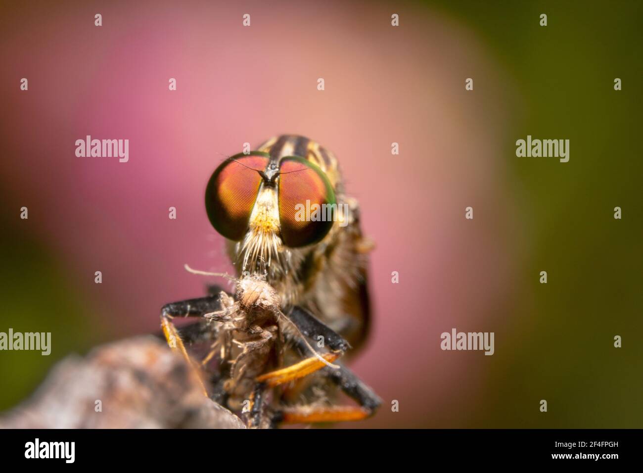 Glowing pink background behind a colourful robber fly with orange legs ...