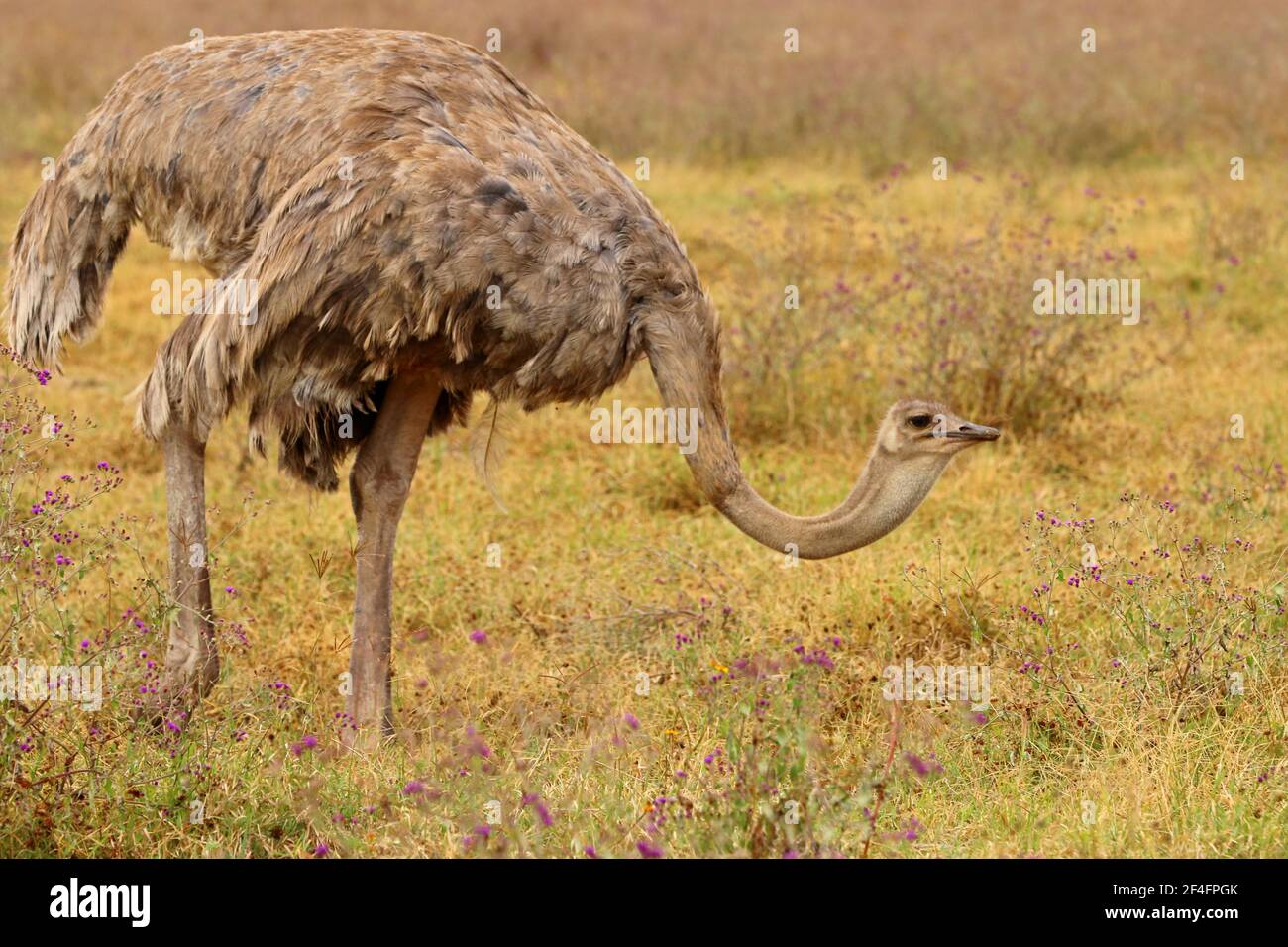 Ostrich, female (Struthio camelus), Ngorongoro Crater, Tanzania Stock ...