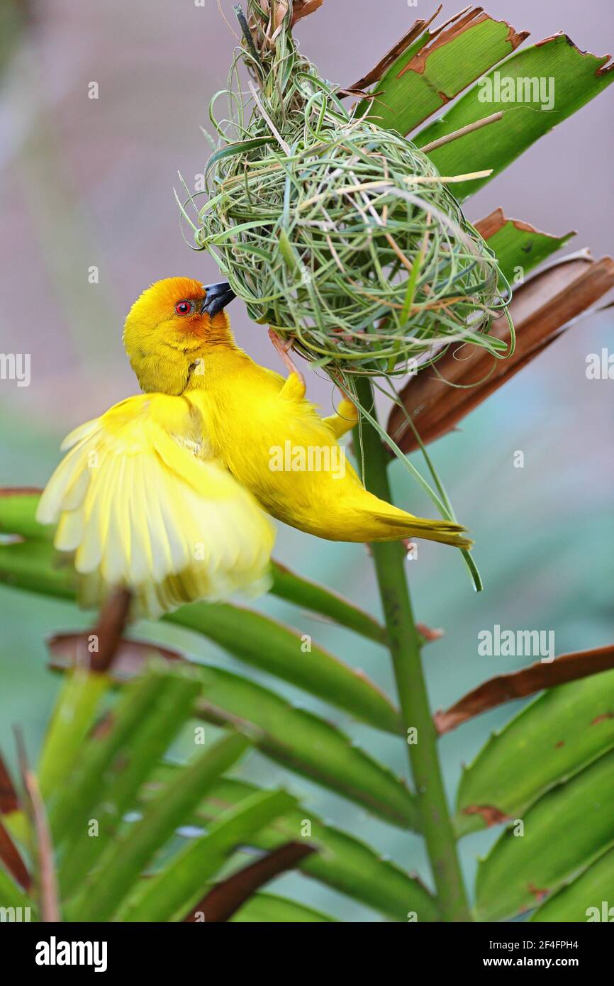 Eastern Golden Weaver (Ploceus subaureus), Zanzibar, Tanzania Stock ...