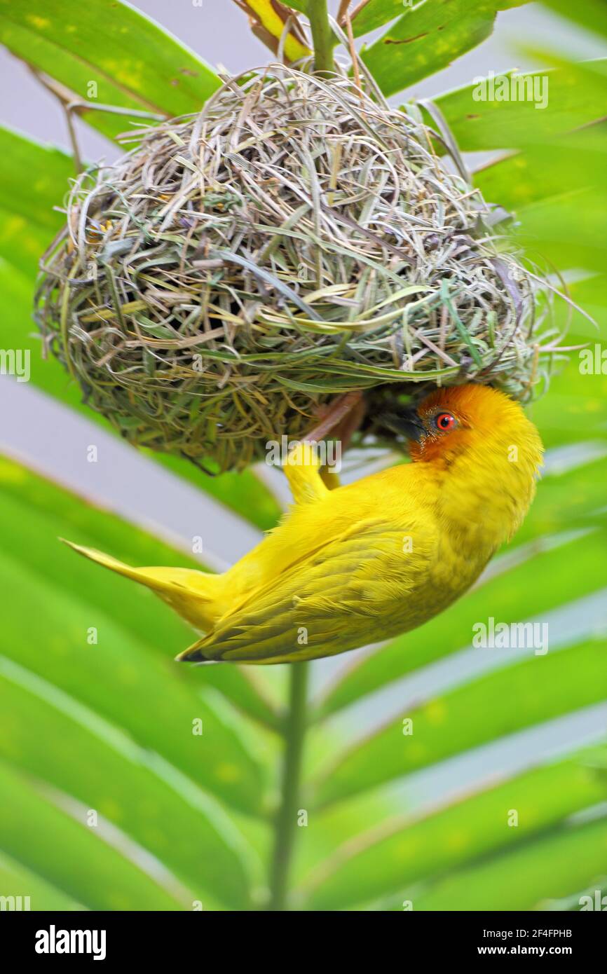 Animal Wildlife Zanzibar Africa Eastern High Resolution Stock ...