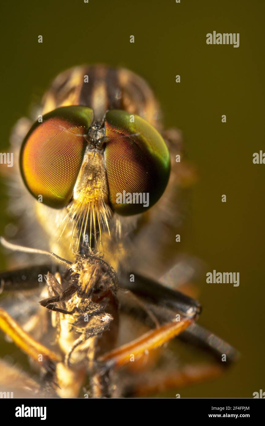 Robber fly/assassin bug with flowing orange legs Stock Photo - Alamy