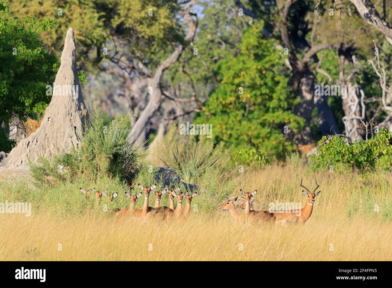 Impala antelope okavango hi-res stock photography and images - Alamy
