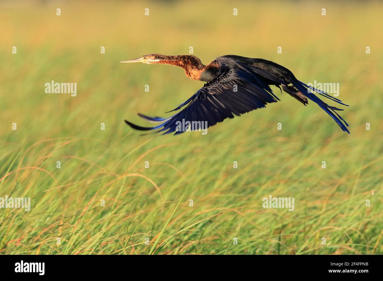 African darter in flight hi-res stock photography and images - Alamy
